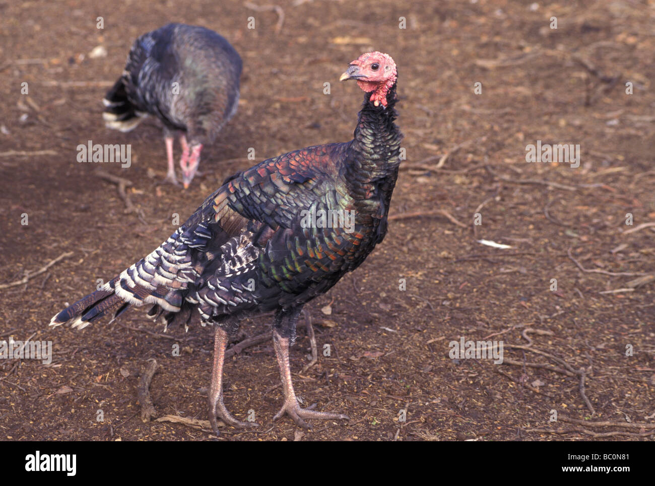 Turkey with wattles hi-res stock photography and images - Alamy