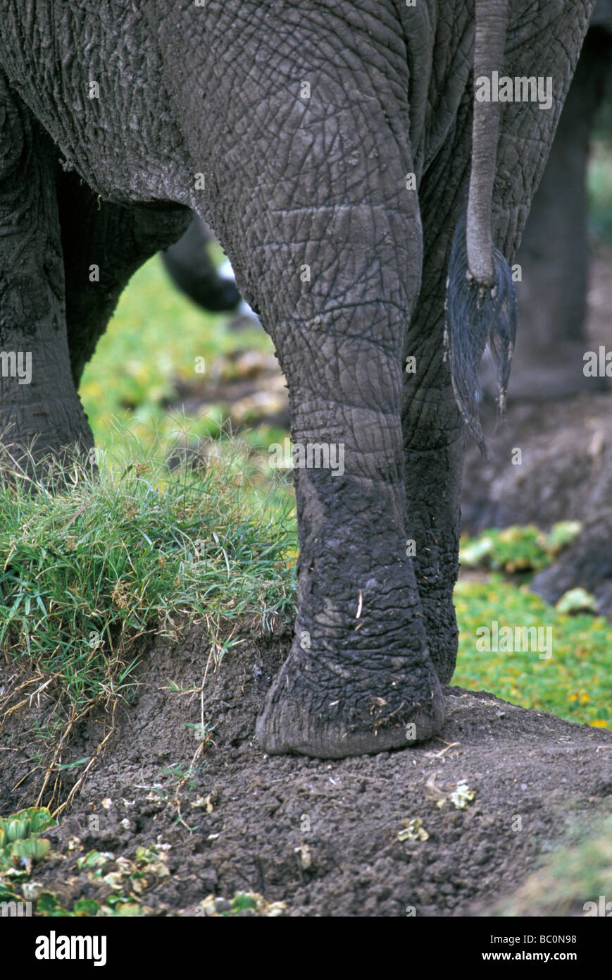 rear legs and tail of African elephant Stock Photo - Alamy