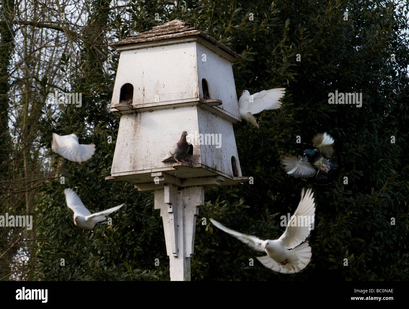 Doves at dovecote hi-res stock photography and images - Alamy