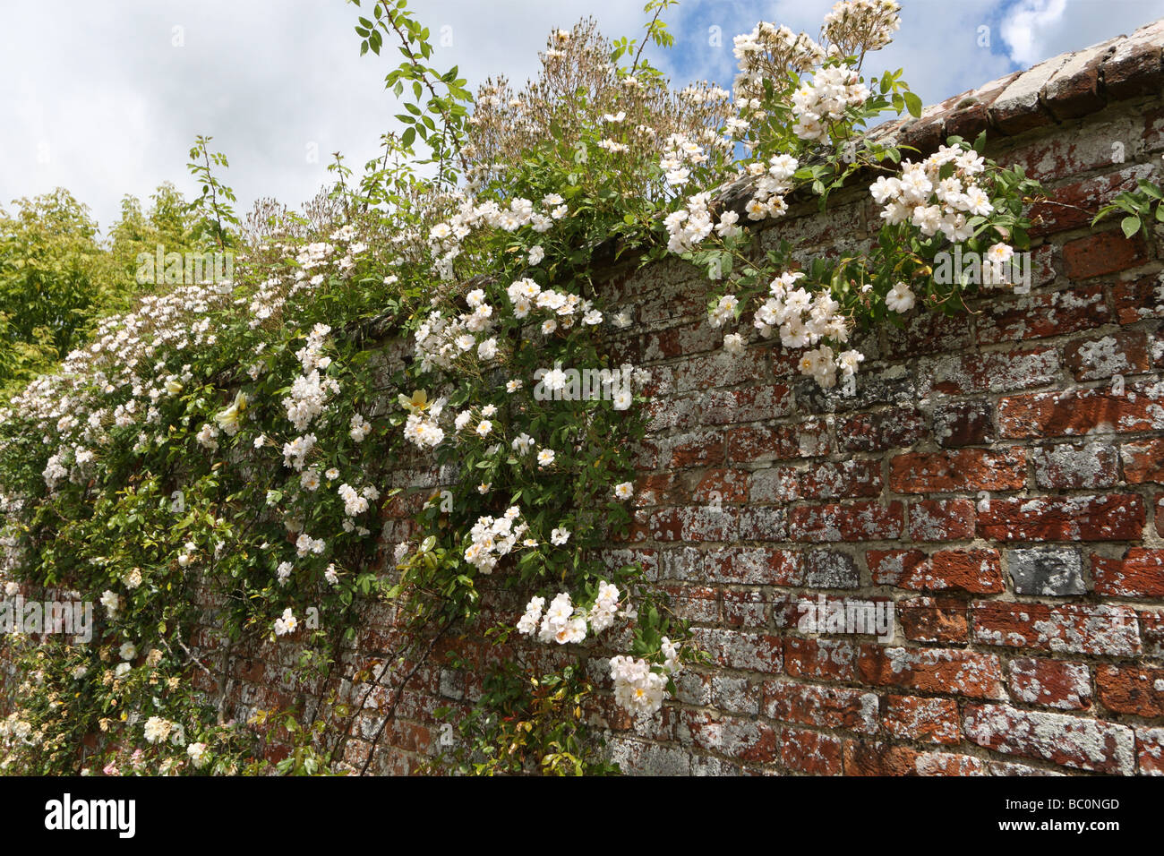 Dog Roses (Rosa Canina) growing against a brick wall Stock Photo - Alamy
