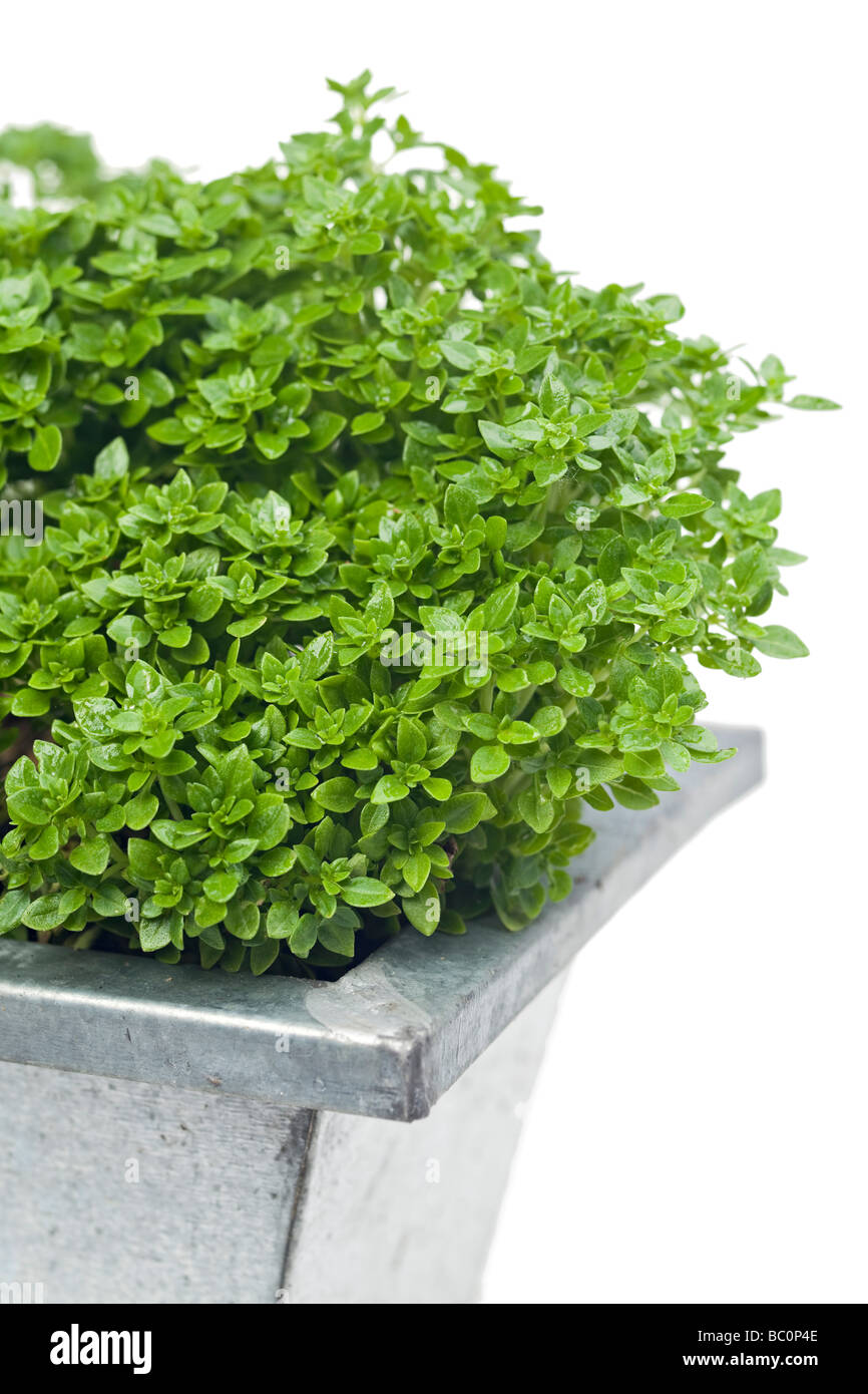 Tin pot hi-res stock photography and images - Alamy