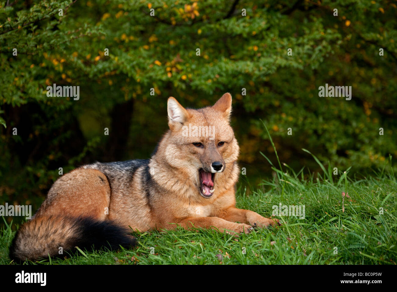 Red Fox Female in Torres del Paine National Park, Chile Stock Photo - Alamy
