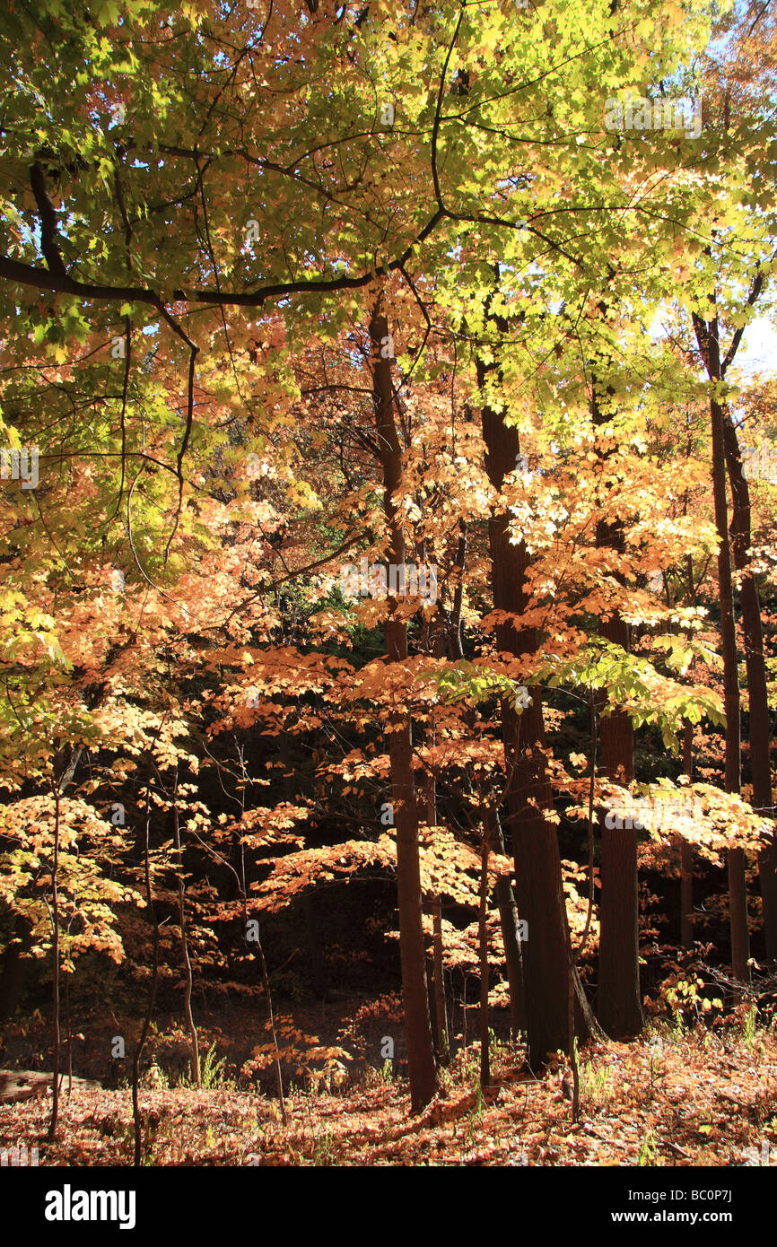 Fall Colors in the Forest Stock Photo - Alamy