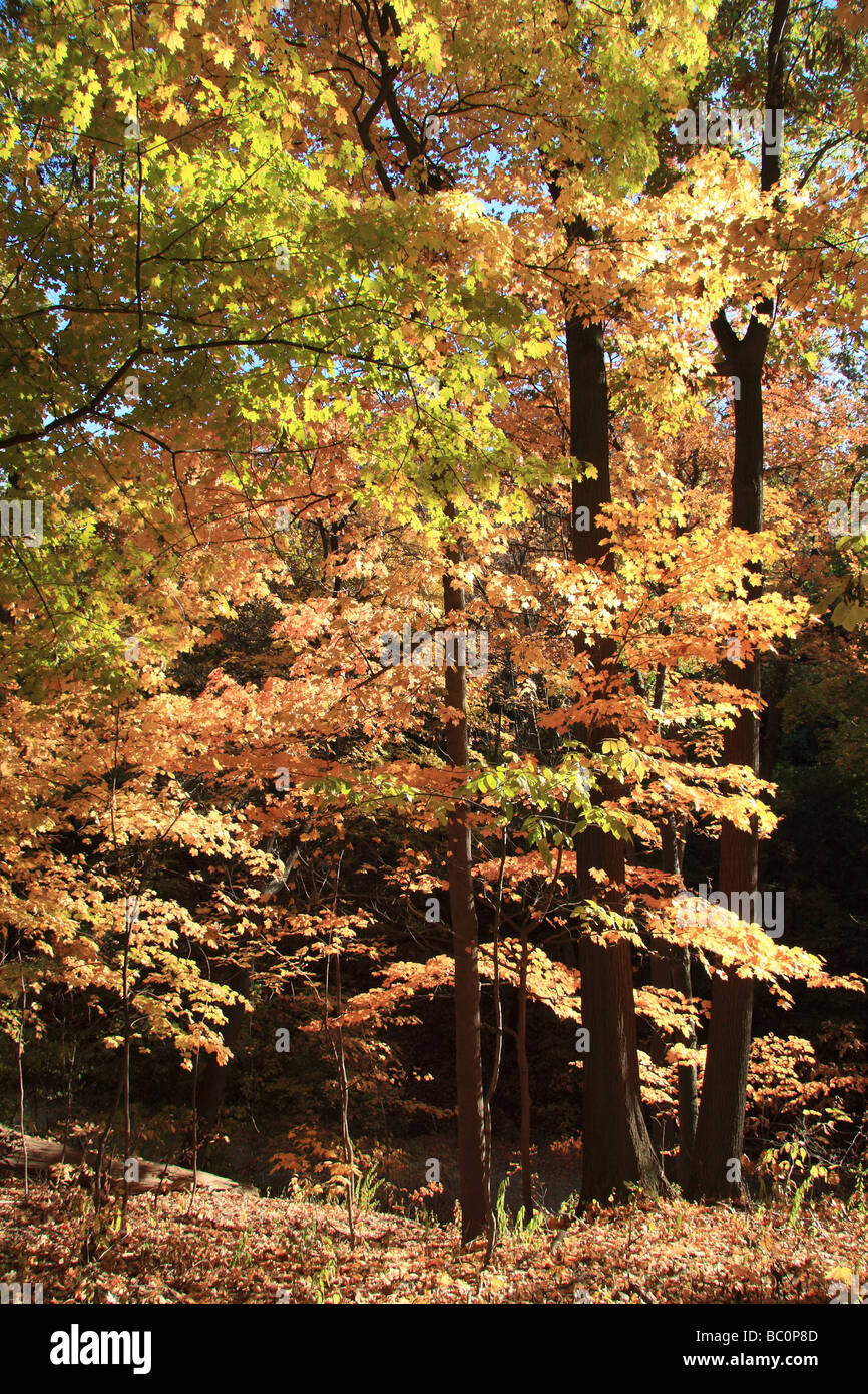 Fall Colors in the Forest Stock Photo - Alamy
