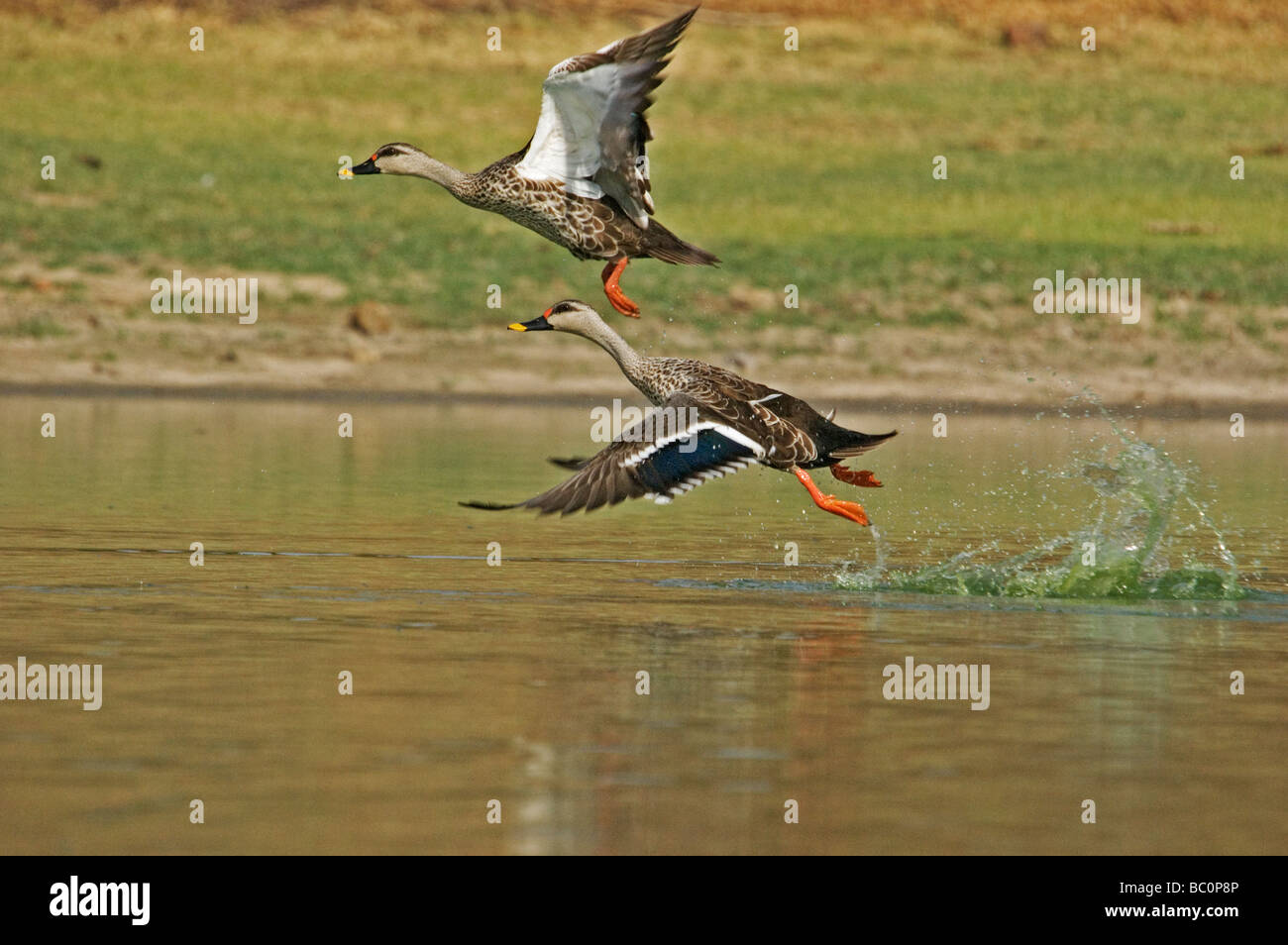 Indian spotbill hi-res stock photography and images - Alamy