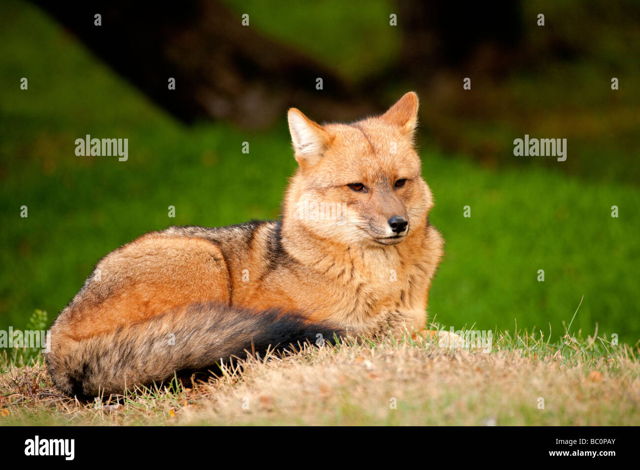 Red Fox Female in Torres del Paine National Park, Chile Stock Photo - Alamy