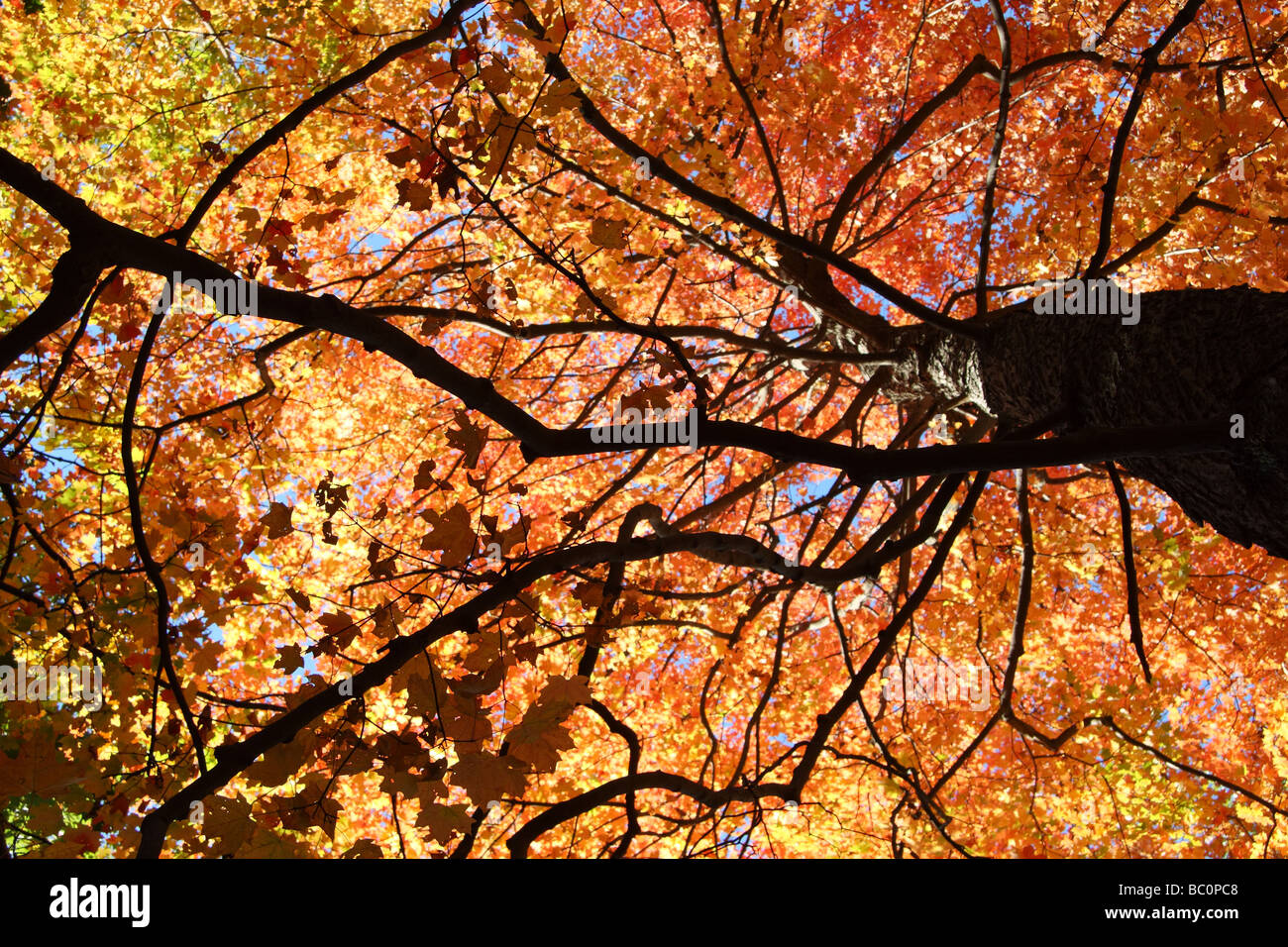 Fall Colors in the Forest Stock Photo - Alamy