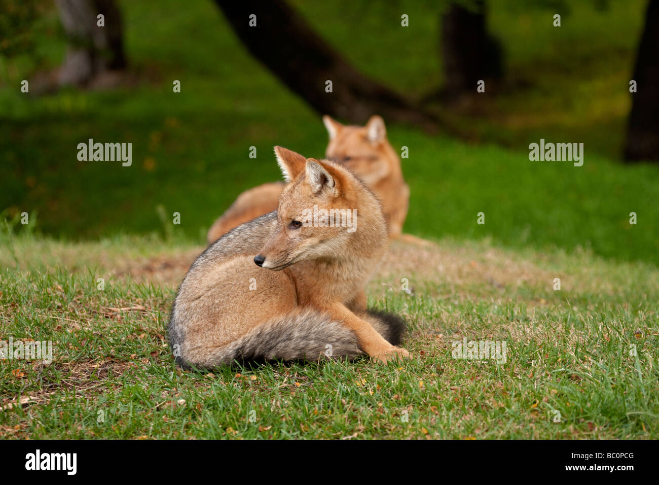 Red Fox Female in Torres del Paine National Park, Chile Stock Photo - Alamy