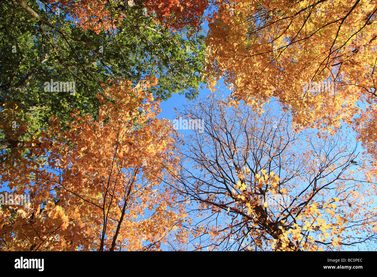 Fall colors in the forest hi-res stock photography and images - Alamy