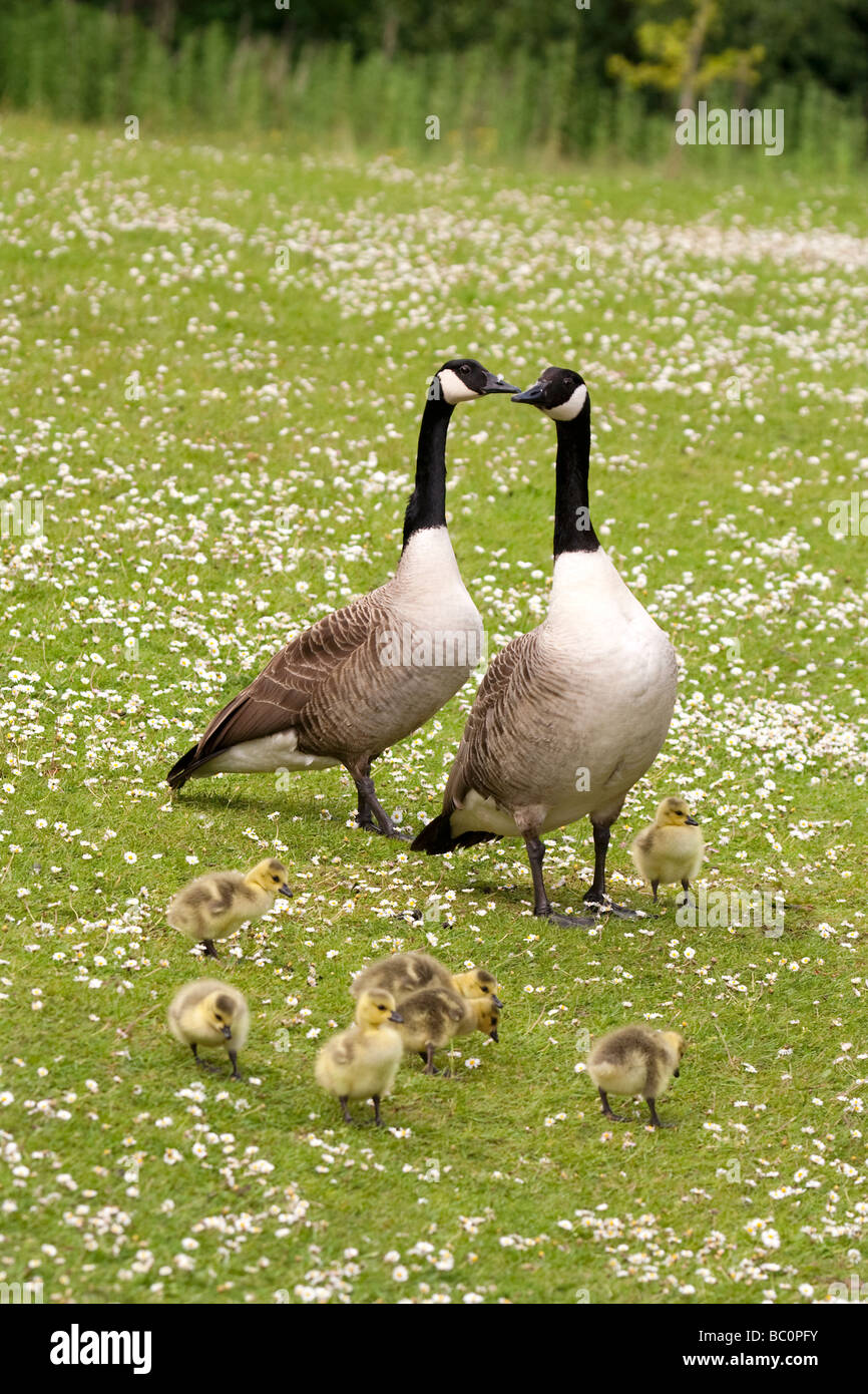 Canada geese (Branta canadensis) with goslings Stock Photo - Alamy