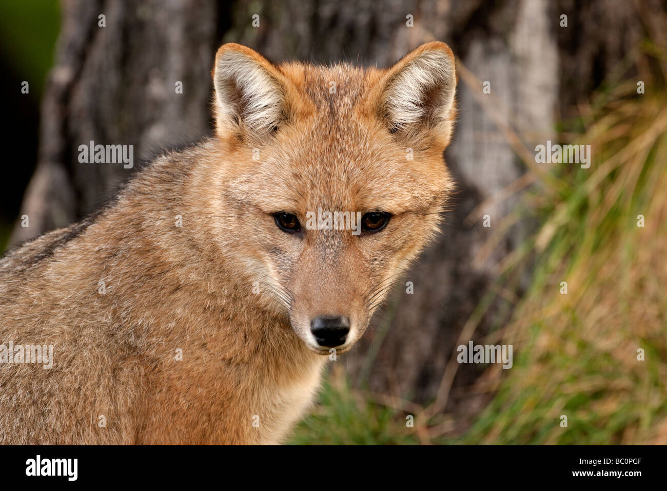 Red Fox Female in Torres del Paine National Park, Chile Stock Photo - Alamy