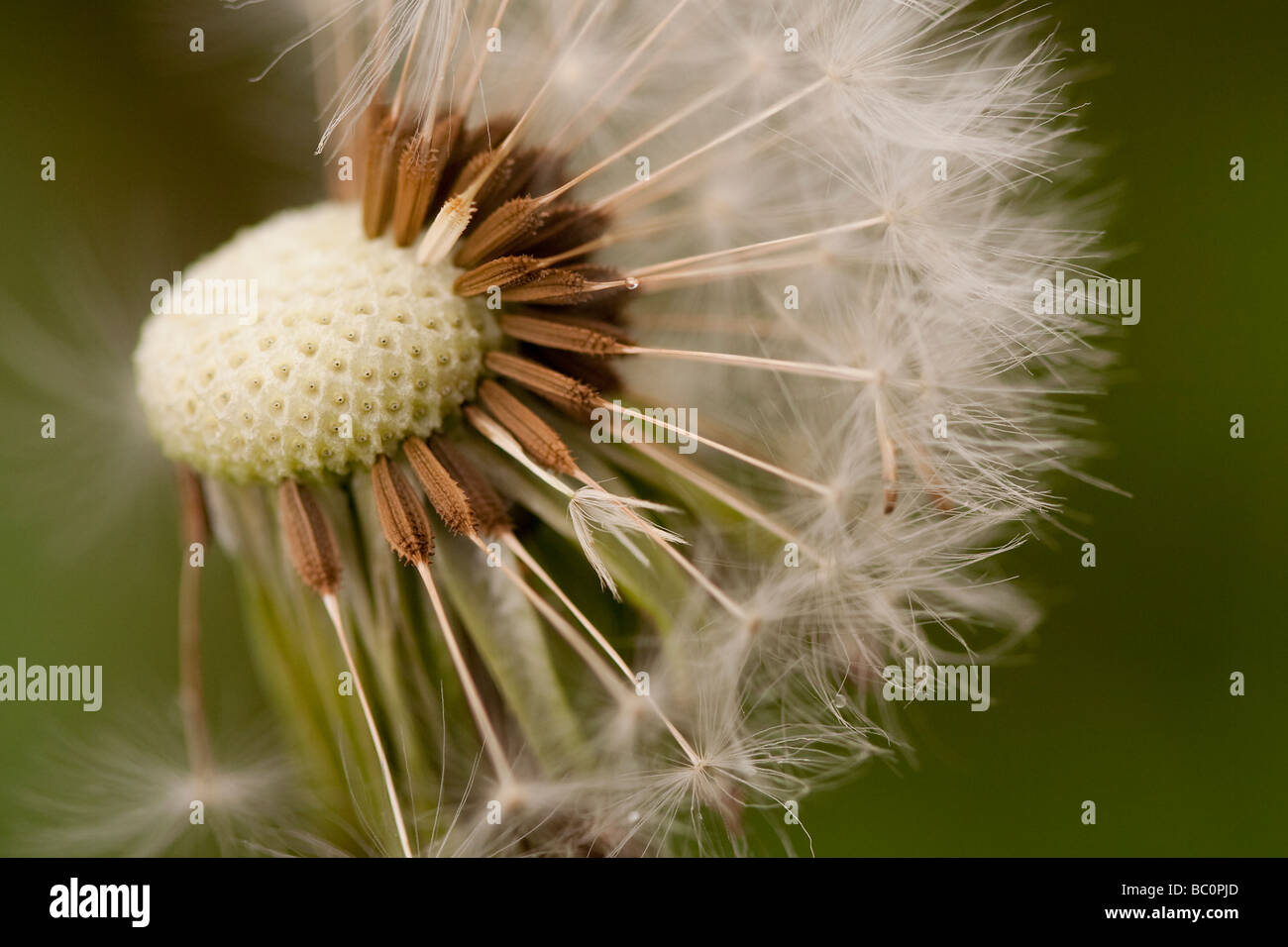 Dandelion clock with seeds hi-res stock photography and images - Alamy
