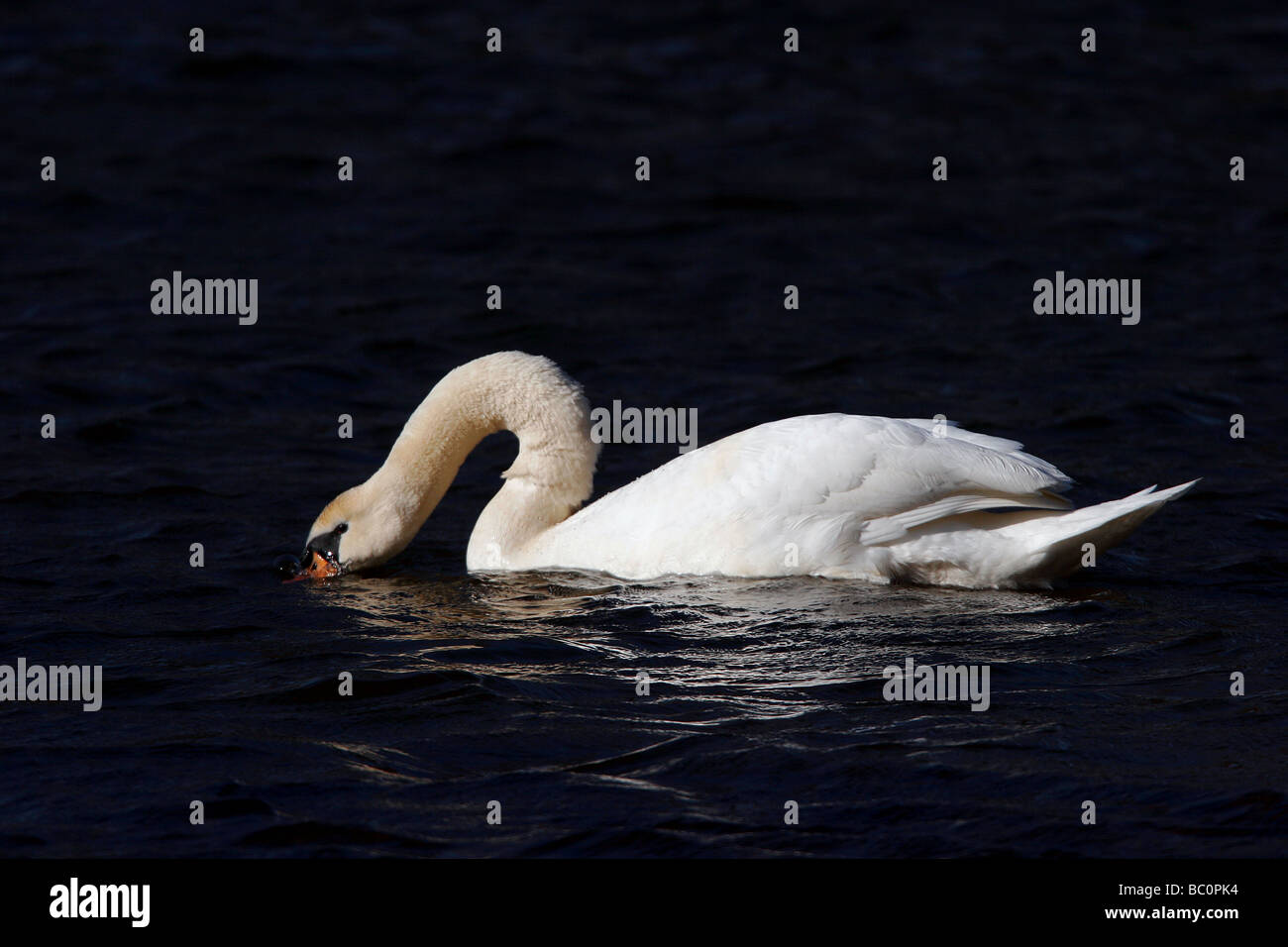 James swan hi-res stock photography and images - Alamy