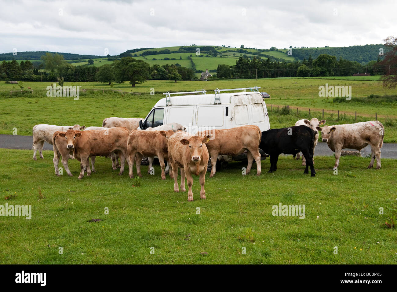 A white van surrounded by cattle on a country road in the Welsh ...