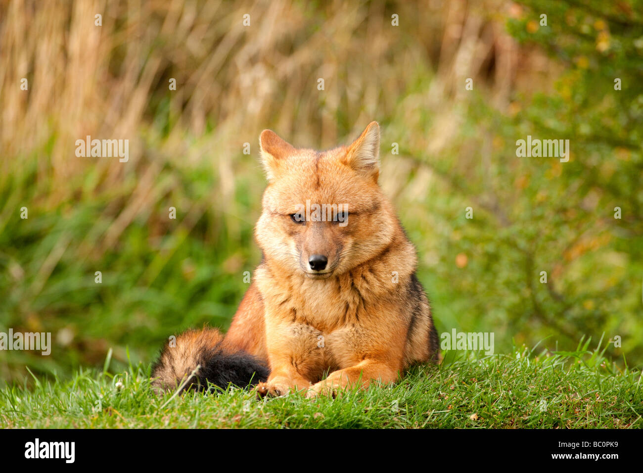 Red Fox Female in Torres del Paine National Park, Chile Stock Photo - Alamy