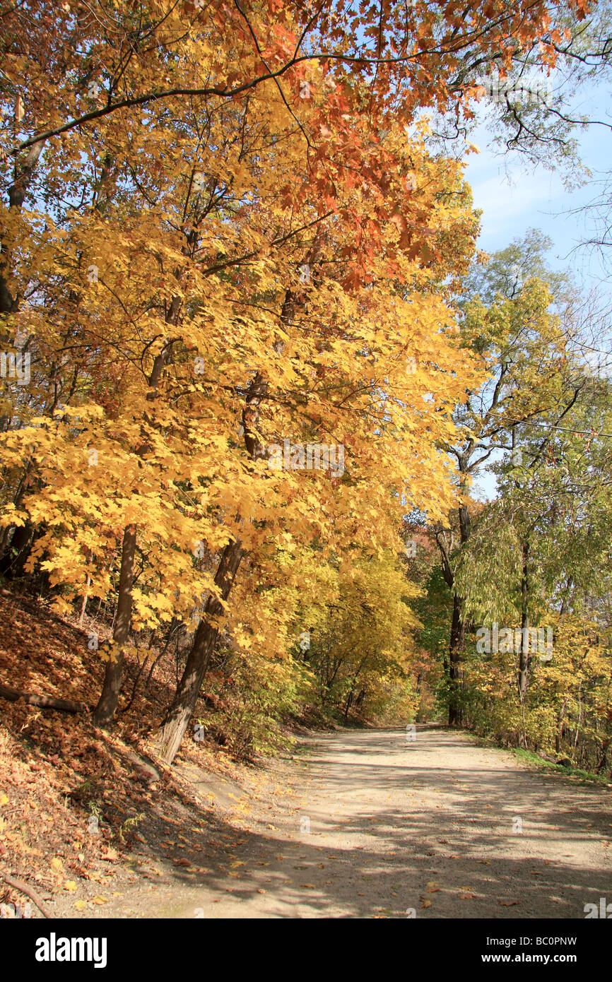 Fall Colors in the Forest Stock Photo - Alamy