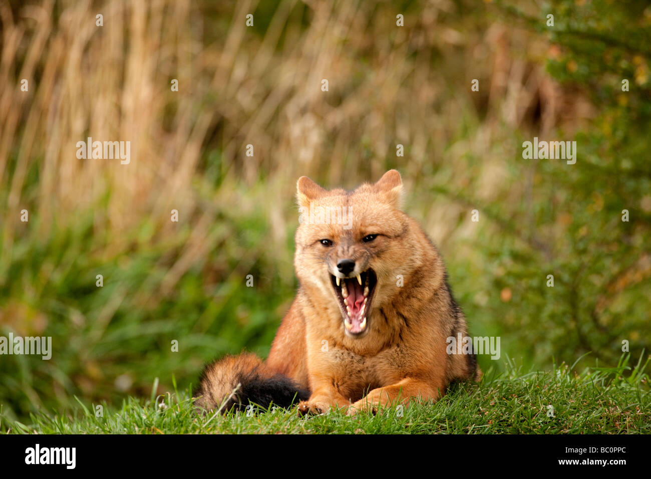 Snarling fox hi-res stock photography and images - Alamy