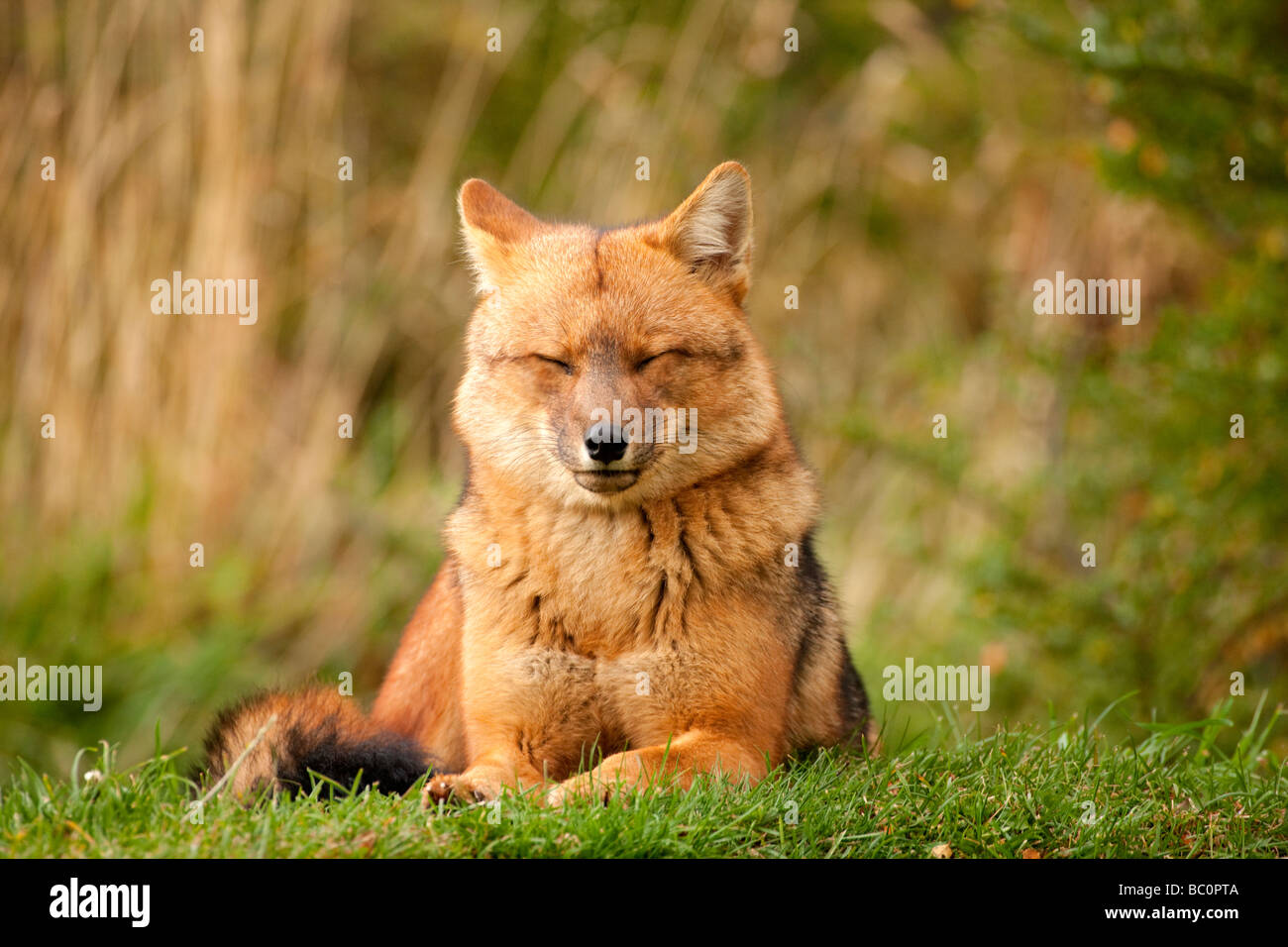 Red Fox Female in Torres del Paine National Park, Chile Stock Photo - Alamy