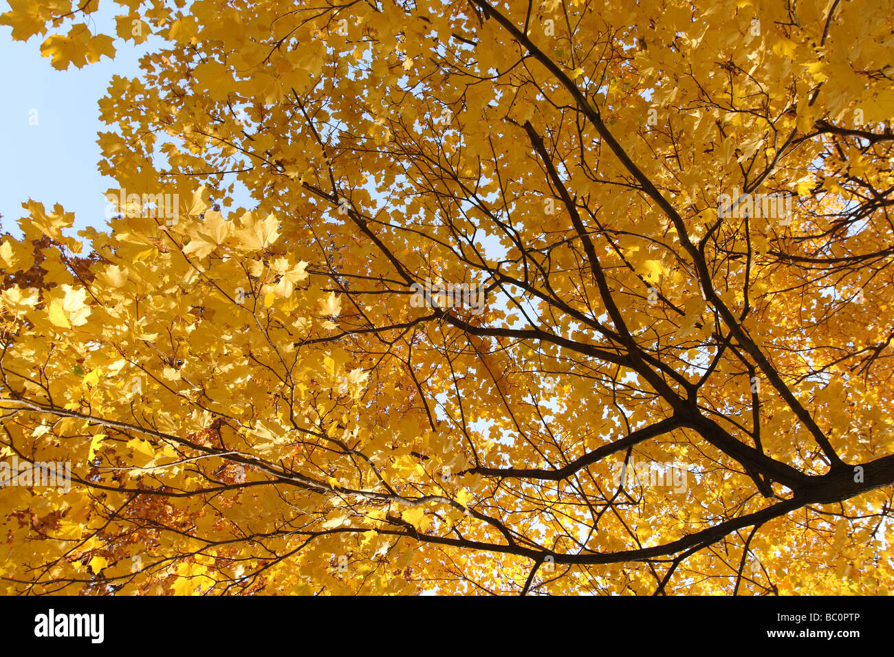 Fall Colors in the Forest Stock Photo - Alamy