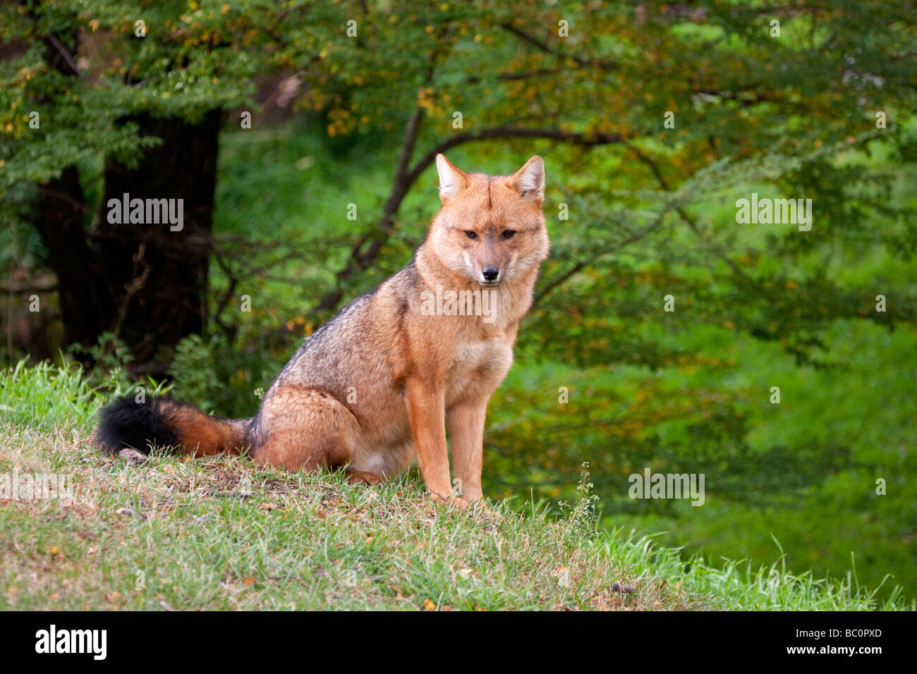 Red Fox Kit Portrait in Torres del Paine, Chile Stock Photo - Alamy
