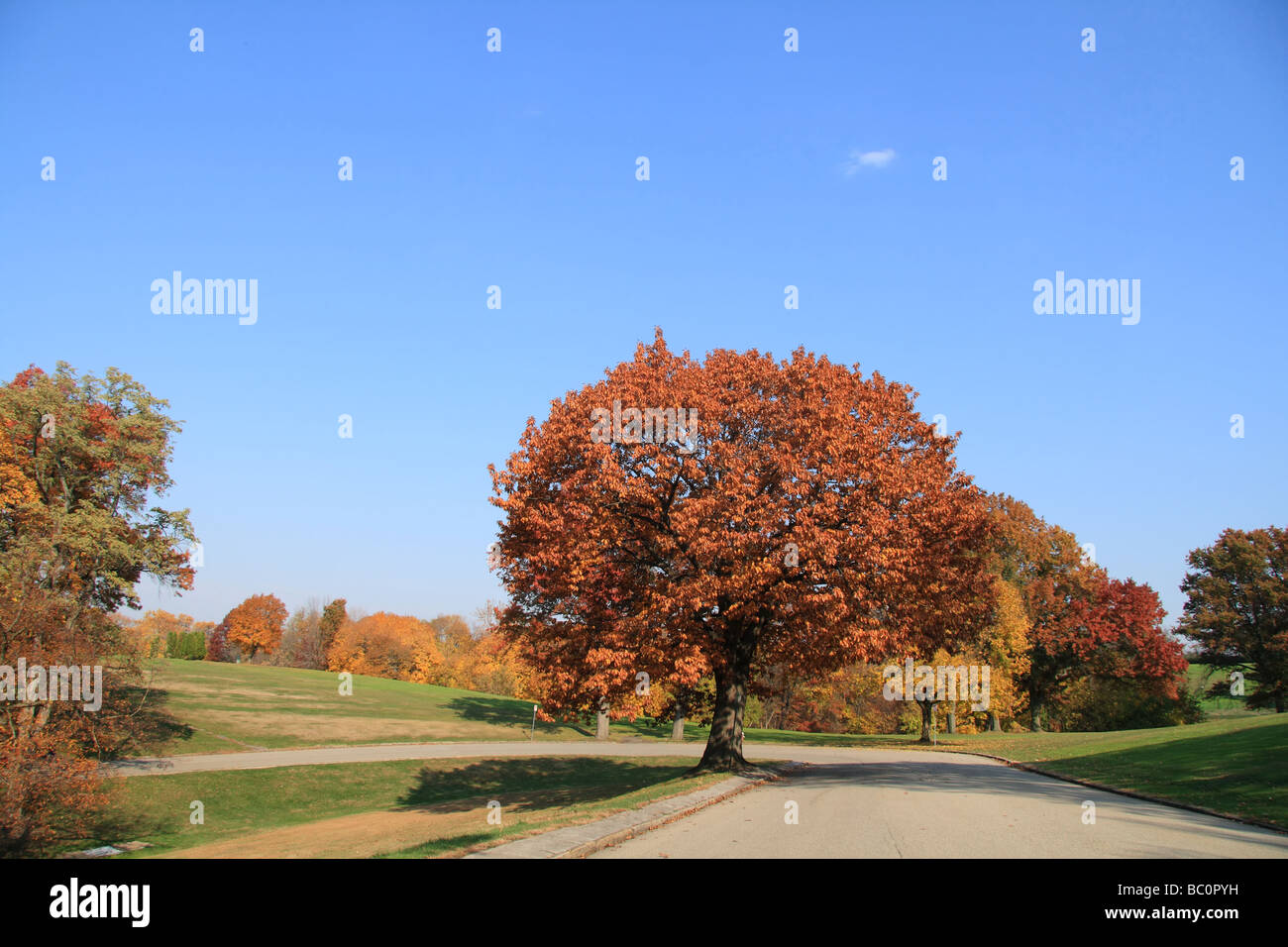 Fall Colors in the Forest Stock Photo - Alamy