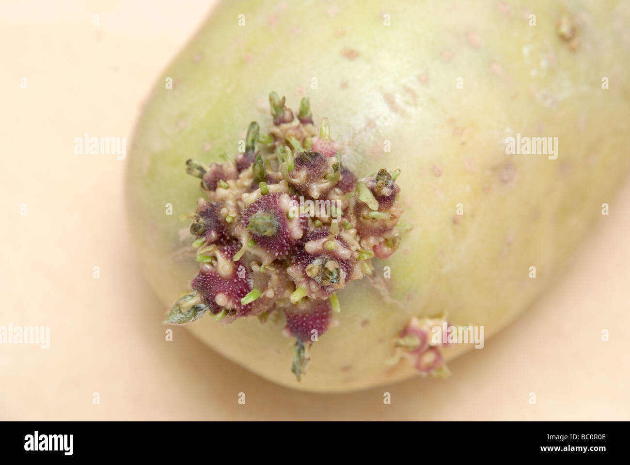 Potato with sprouts Stock Photo - Alamy