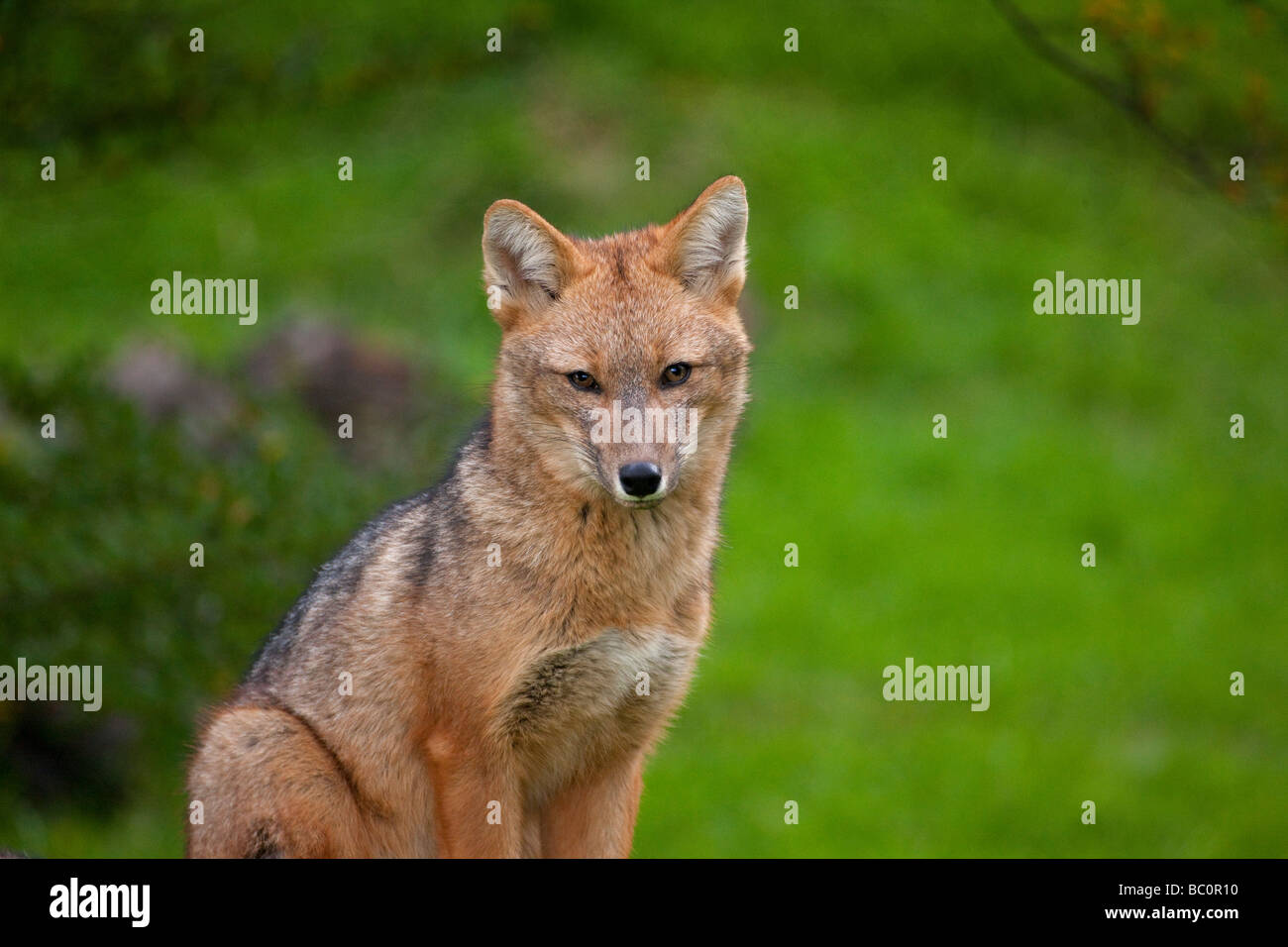 Red Fox Kit Portrait in Torres del Paine, Chile Stock Photo - Alamy