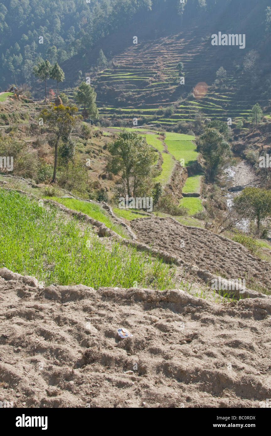 Rural India, Lower Himalayas,Kumaon Villagers, Ancient Terraces ...