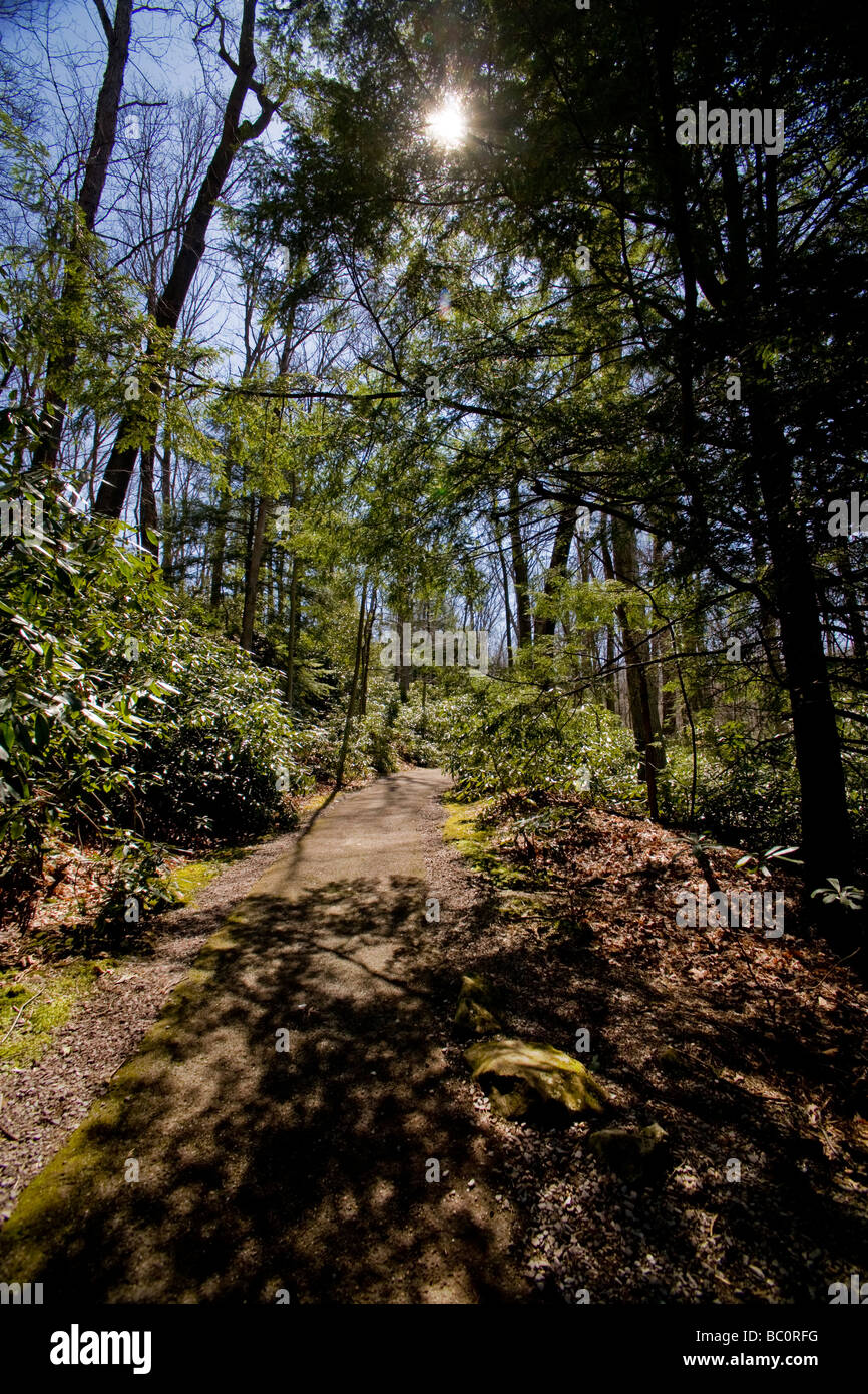 Springtime afternoon sunlight shines on an evergreen forest trail in ...