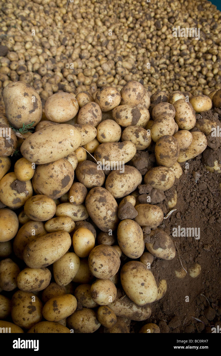 Freshly harvested new potatoes Stock Photo - Alamy