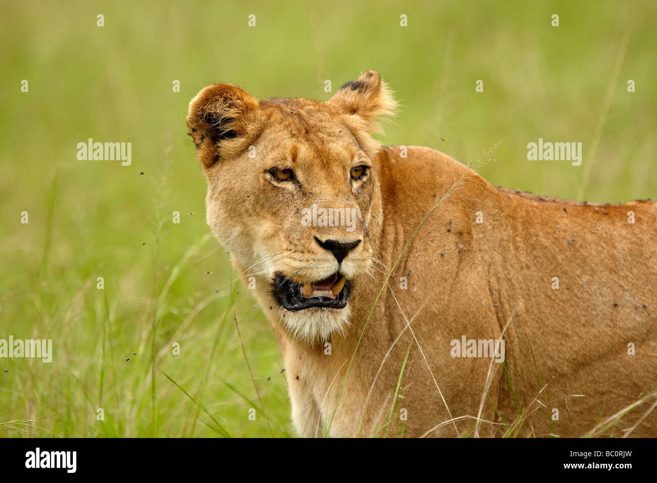 African Lioness, Queen Elizabeth National Park Stock Photo - Alamy