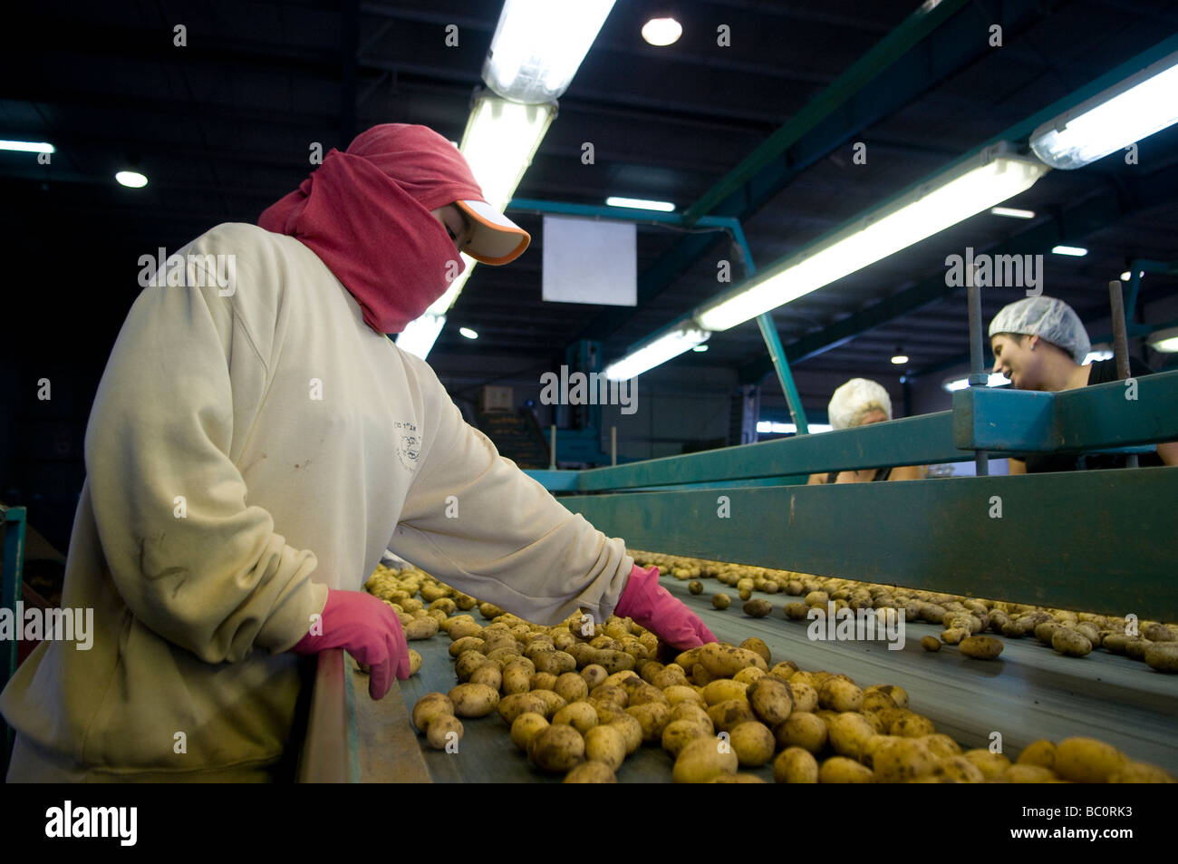 Potato grading hi-res stock photography and images - Alamy