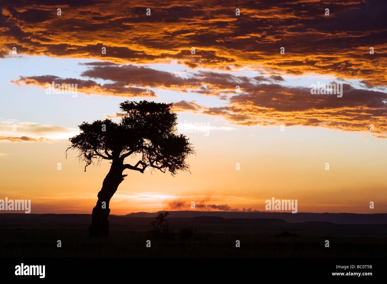 Masai mara kenya lone hi-res stock photography and images - Alamy