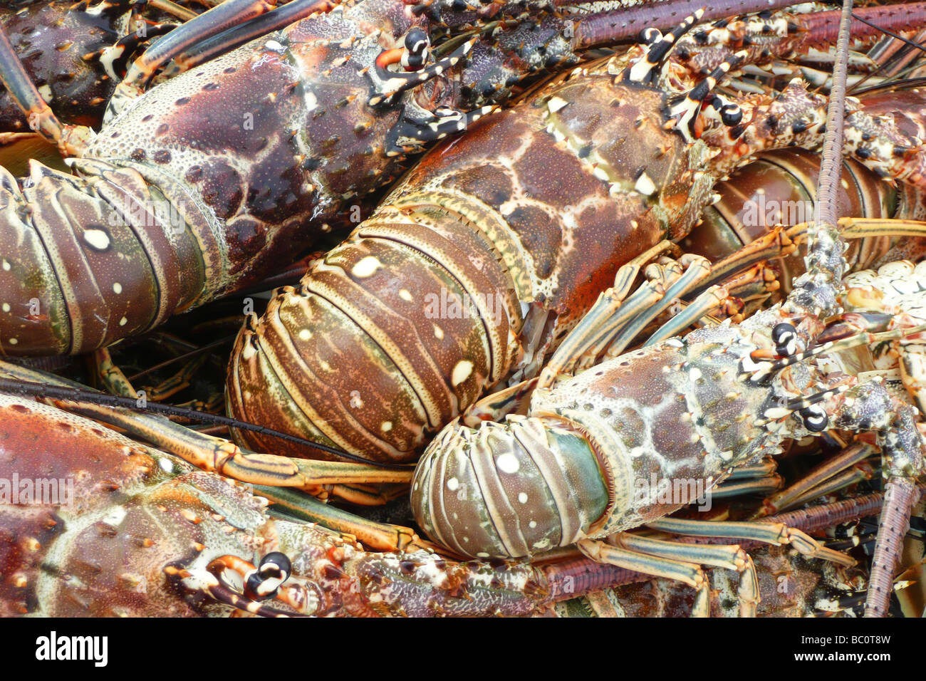 Close up of rock lobsters on Goff's Caye Belize Central America Stock ...