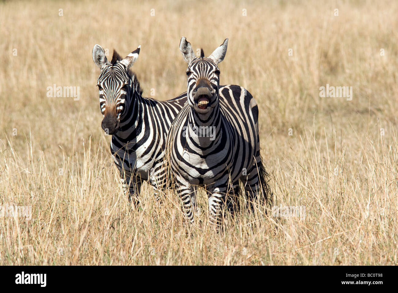 Common Zebra - Masai Mara National Reserve, Kenya Stock Photo - Alamy