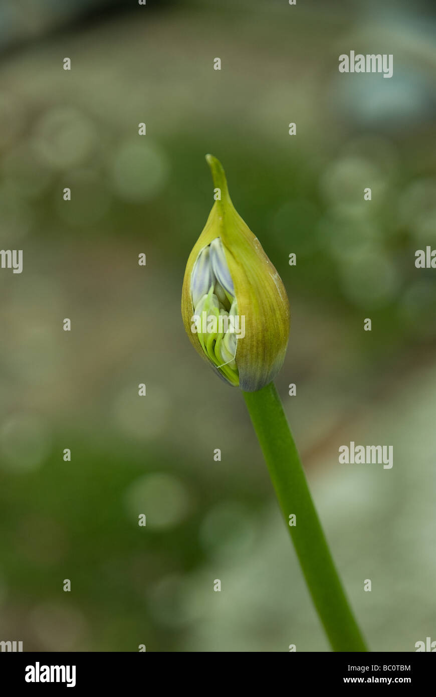 Flower breaking out Stock Photo - Alamy