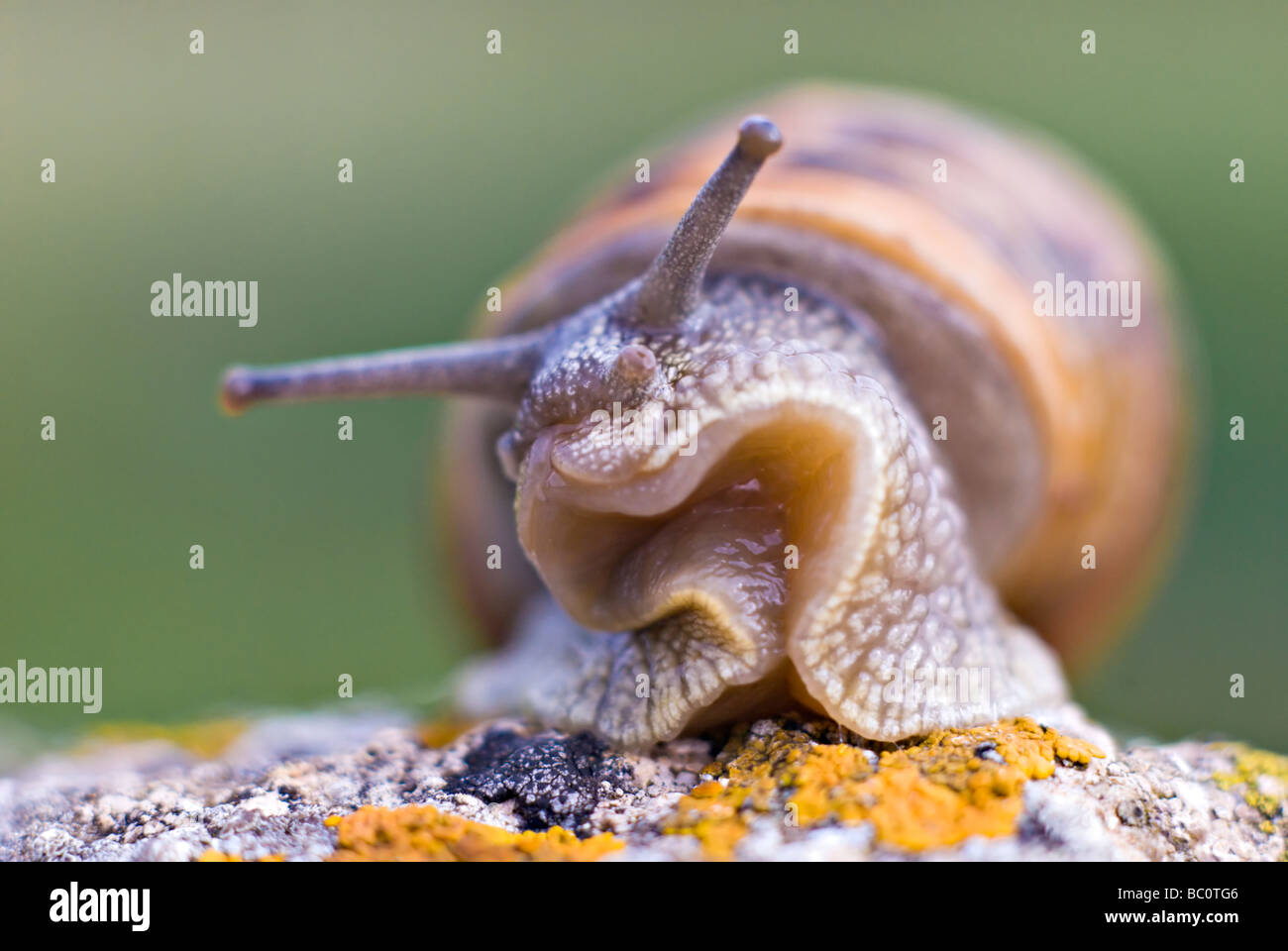 Snail on a garden wall hi-res stock photography and images - Alamy