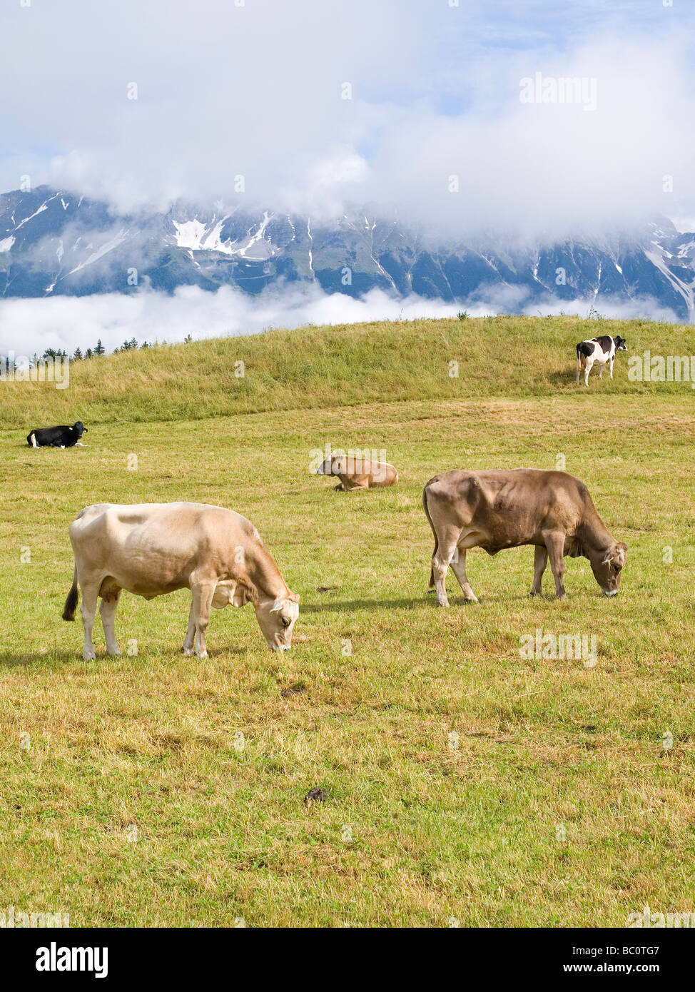 Young milk cows grazing in an alpine meadow near Innsbruck Austria ...