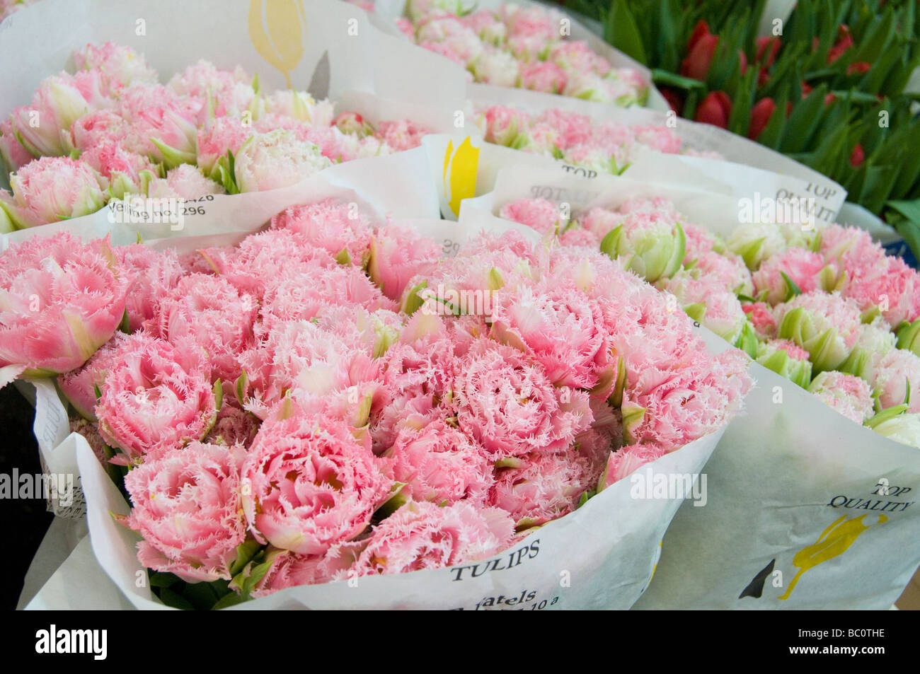 Pink Frilly Tulips at the Amsterdam Flower Market Stock Photo - Alamy