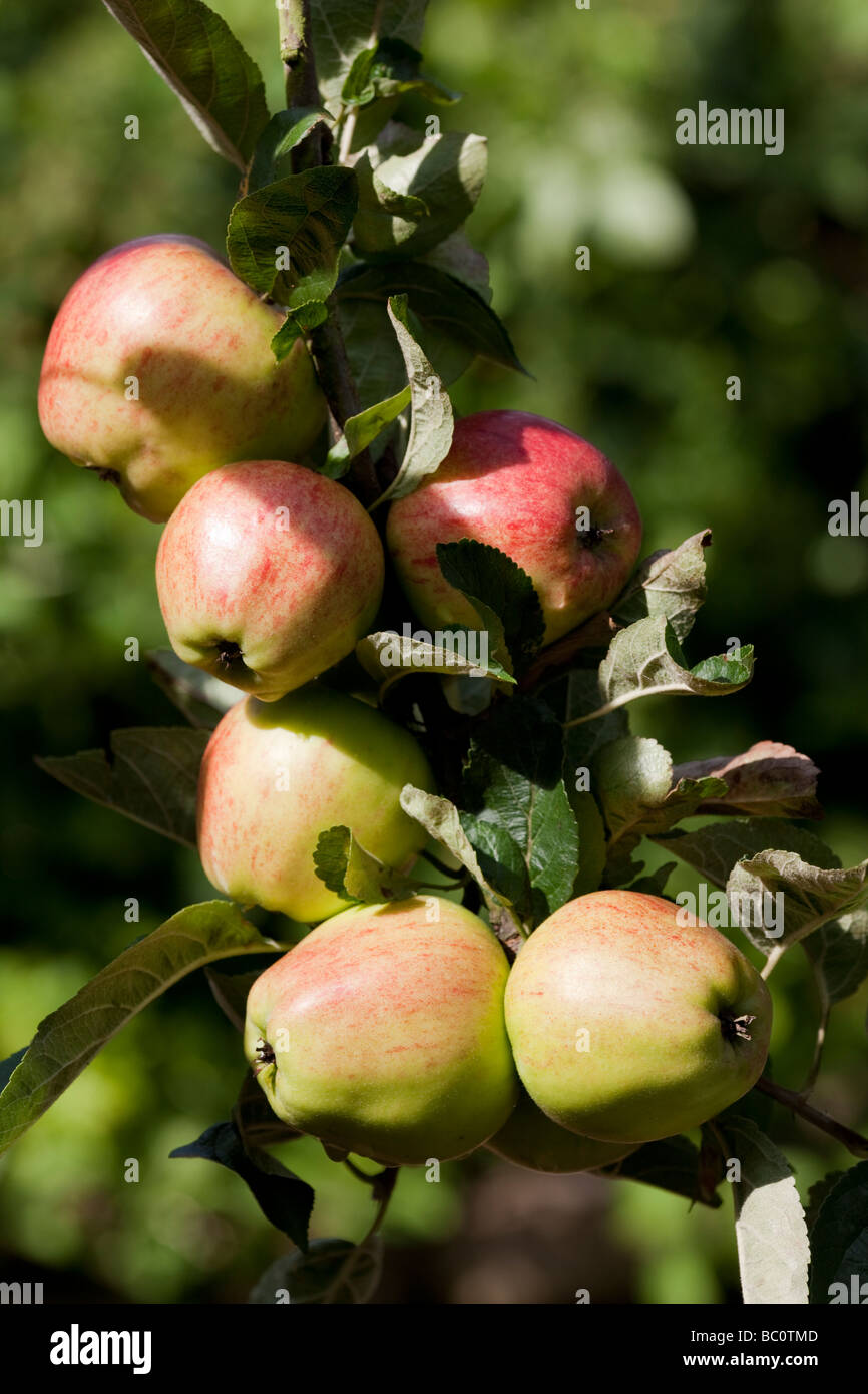 Apple tree orchard uk hi-res stock photography and images - Alamy