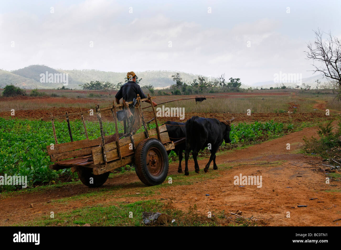 Ox drawn cart hi-res stock photography and images - Alamy