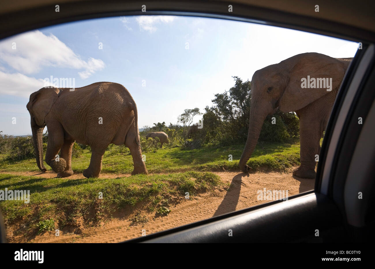 South Africa, Eastern Cape Province, Addo Elephant National Park ...