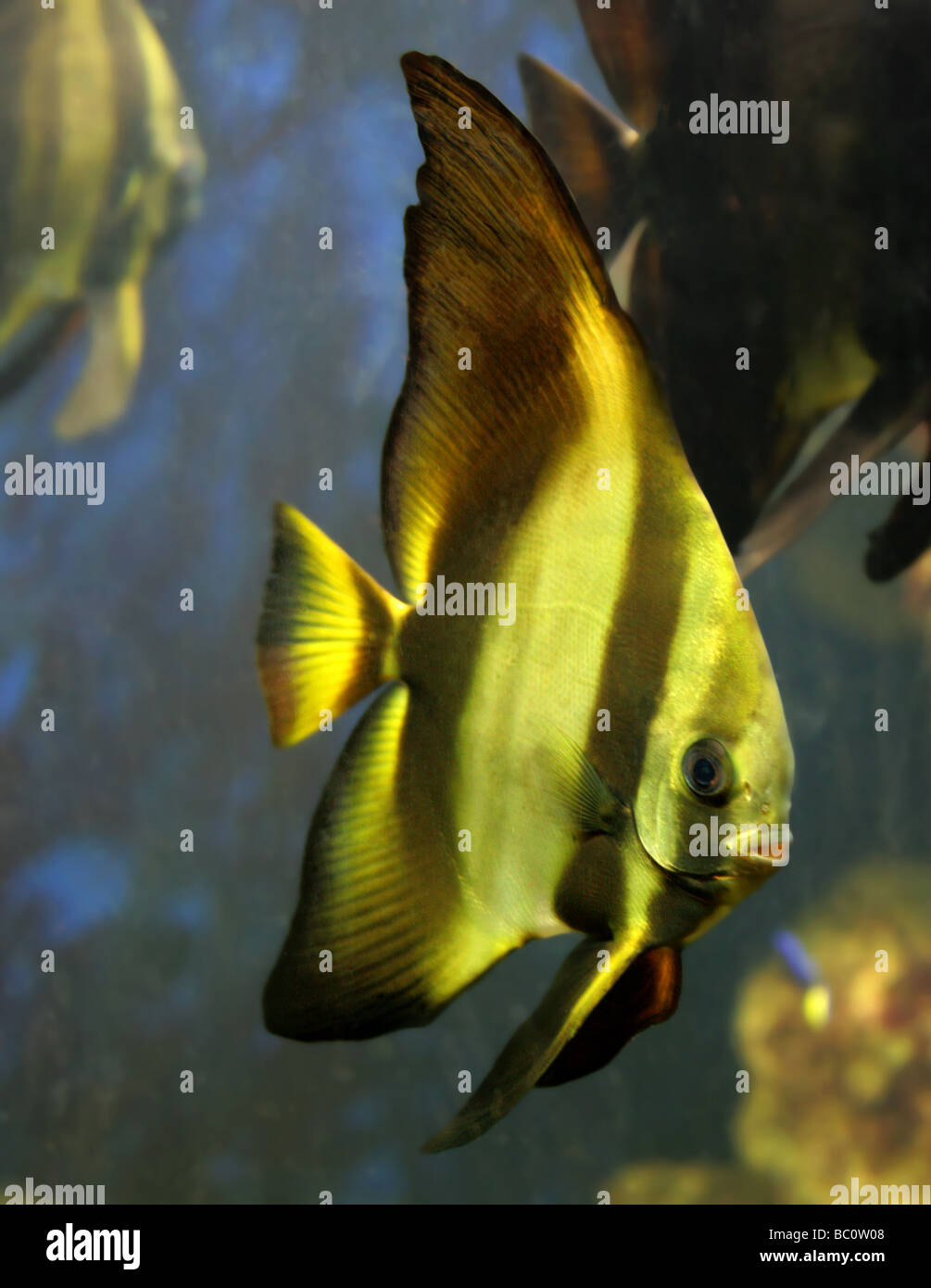 Platax teira hi-res stock photography and images - Alamy