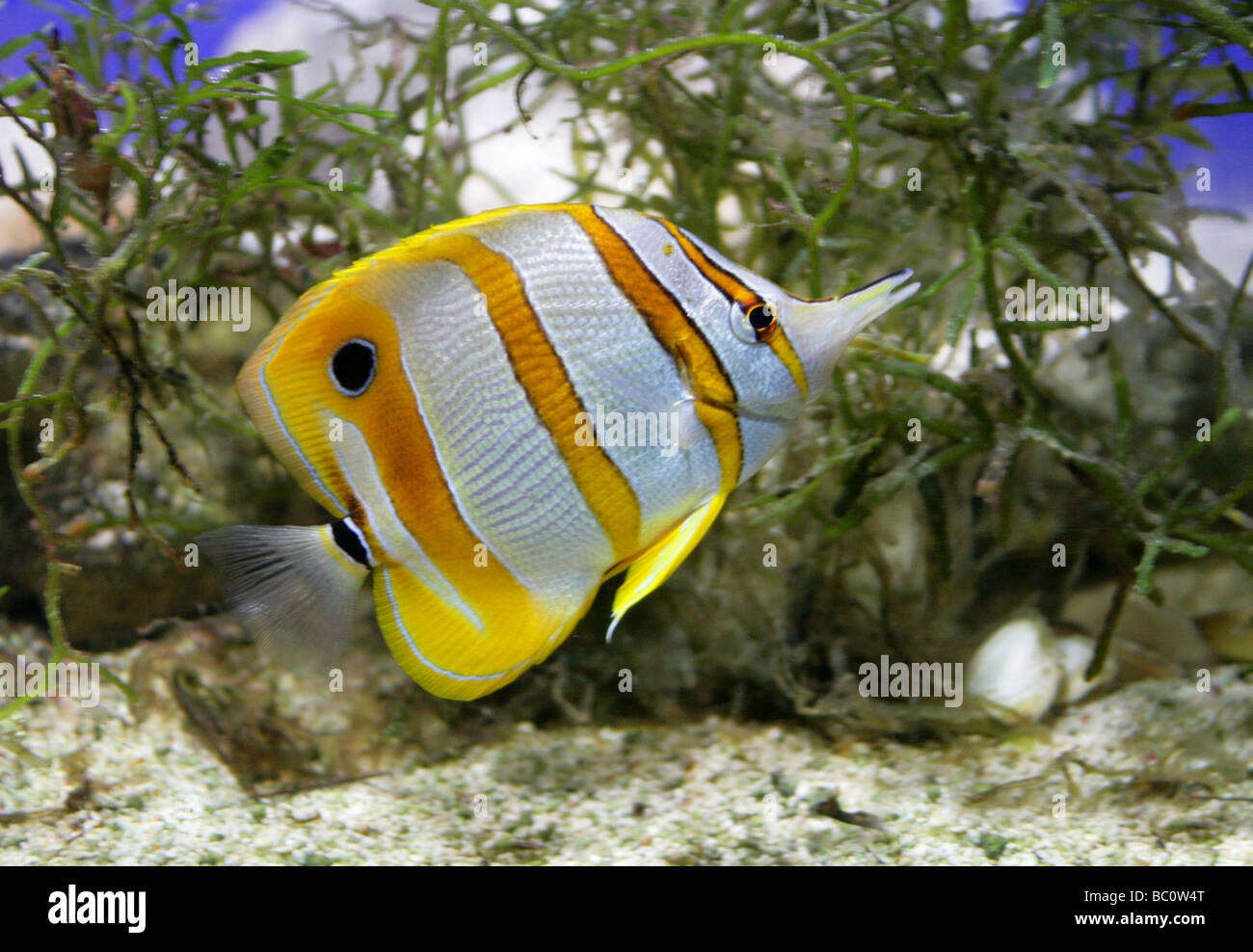 Copperband Butterflyfish, Copper-banded Butterflyfish, Beaked ...