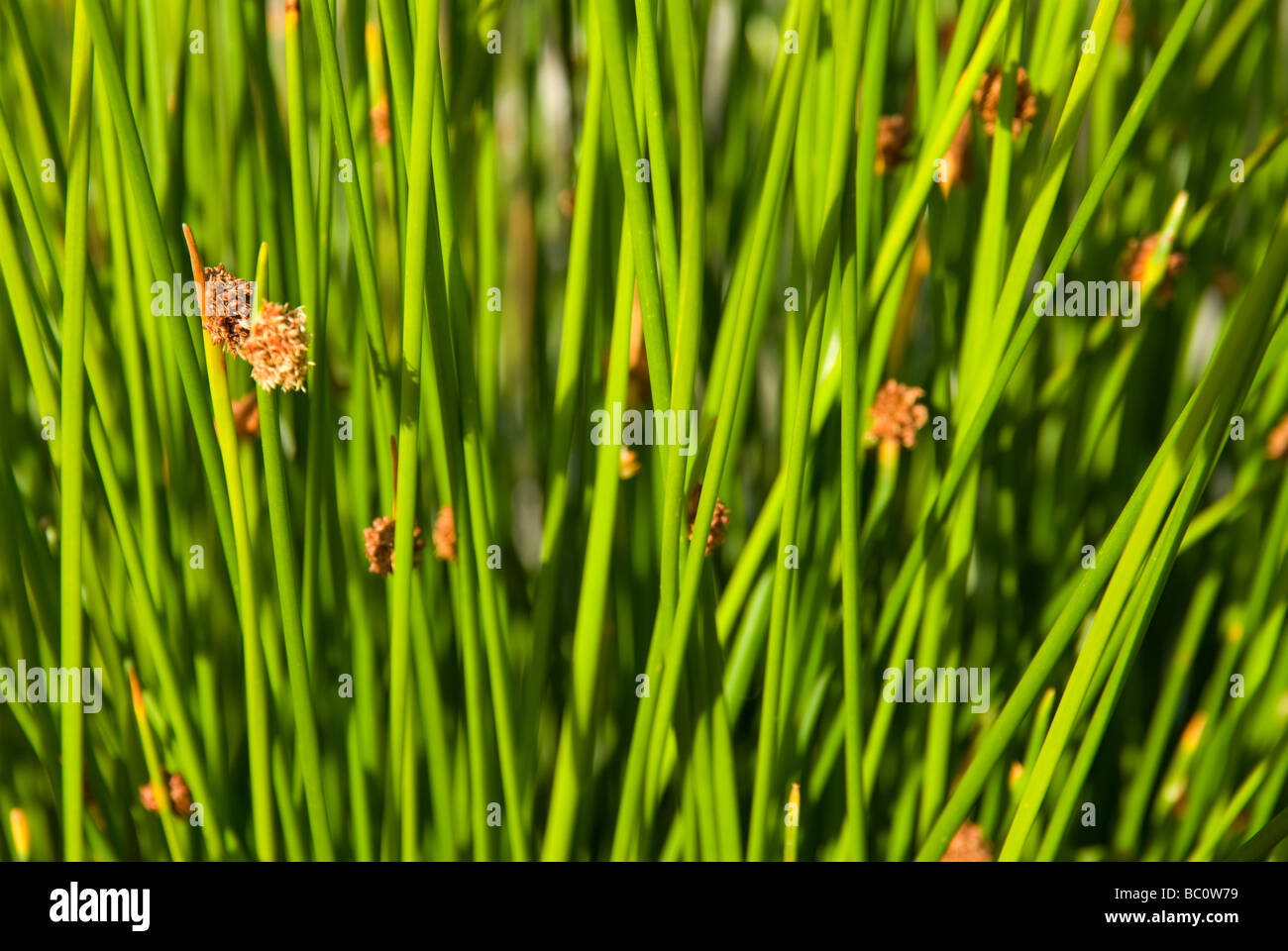 Sedges Stock Photo: 24606045 - Alamy