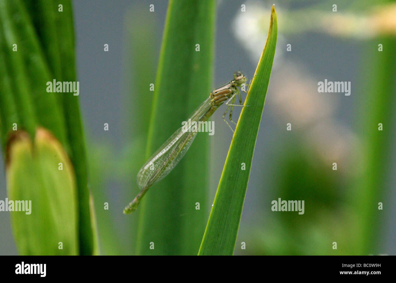 Emerald Damselfly, lestes sponsa, Lestidae, Zygoptera, Odonata, Insect ...