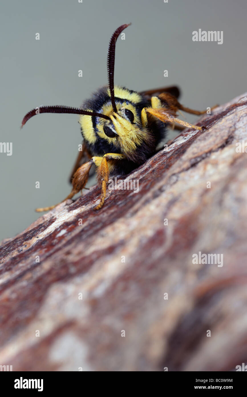 Hornet Moth Sesia apiformis Stock Photo - Alamy