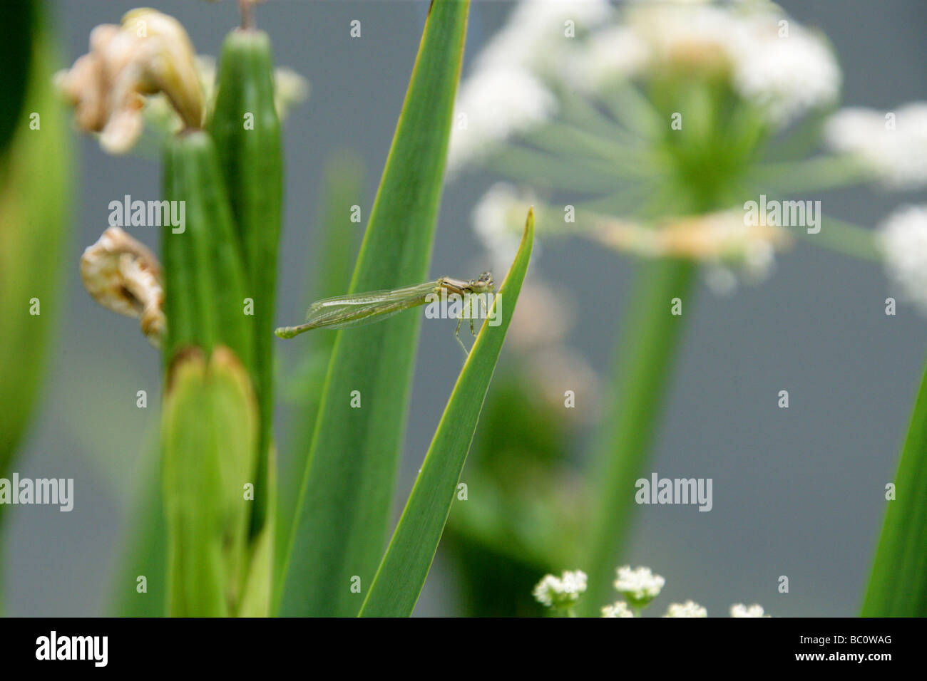 Emerald Damselfly, lestes sponsa, Lestidae, Zygoptera, Odonata, Insect ...
