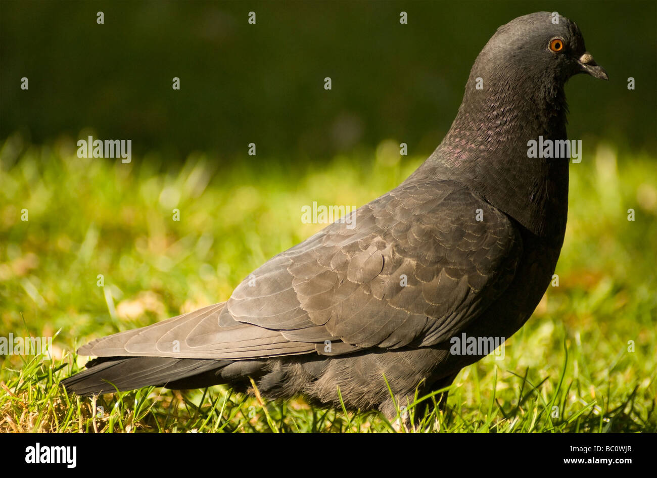 Feral pigeon london hi-res stock photography and images - Alamy
