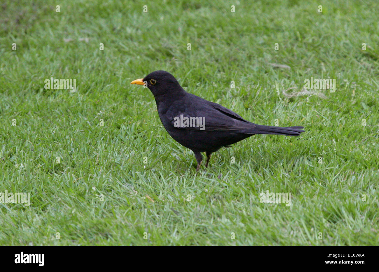 Merula merula hi-res stock photography and images - Alamy